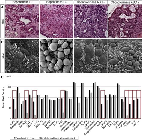 Organization And Differentiation Of Endodermal Cells Is Dependent On Hs Download Scientific