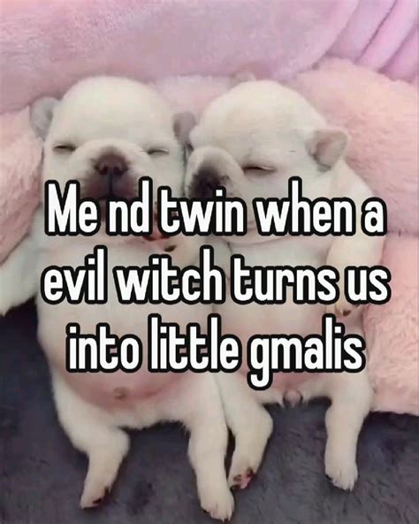 I Hope Someone Knows Abt Gmail The Pibble🥹 In 2025 Pibble Pibble