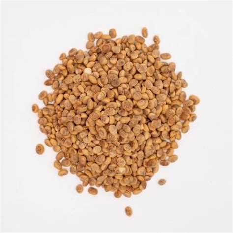 Organic Bold Charoli Seeds At ₹ 1250kg In Varanasi Id 2851912561897
