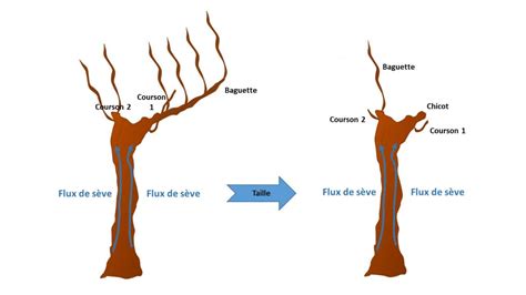 La Taille Guyot Poussard Un Système De Taille Plus Respectueux