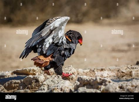 Bateleur Eagle Spreading Wings In Kgalagadi Transfrontier Park South