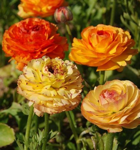 Renoncules Ernest Turc