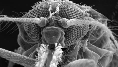 How Does Deet Fend Off Malaria Mosquitoes