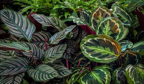 Calathea Varieties 43 Different Types Of Calathea Plants 55 Off