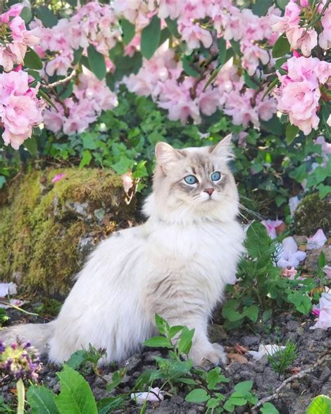 Beautiful Persian Cat Breed Cat And Lotus Flower Illustration Fluffy