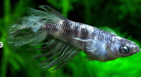 銀閣（ぎんかく） みんなのメダカ品種図鑑