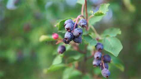 Amelanchier Alnifolia Or Western Juneberry I Stock Image Image Of