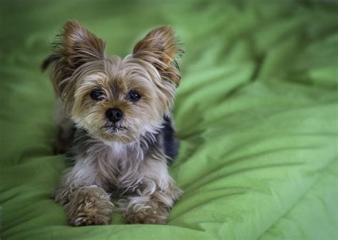 Canine Cognitive Dysfunction Syndrome Petsyclopedia News