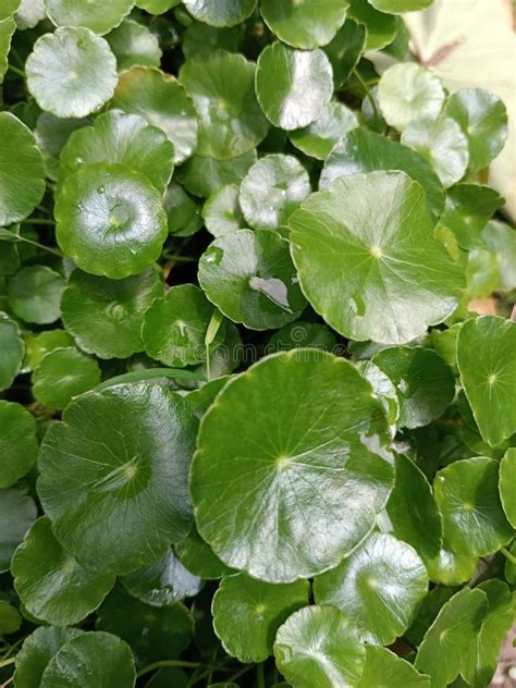 Vibrant Green Leafy Plants With Circular Patterns In Natural Lighting