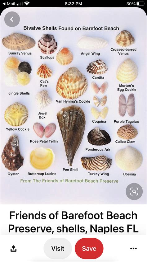 Image Result For Shell Identification Artofit