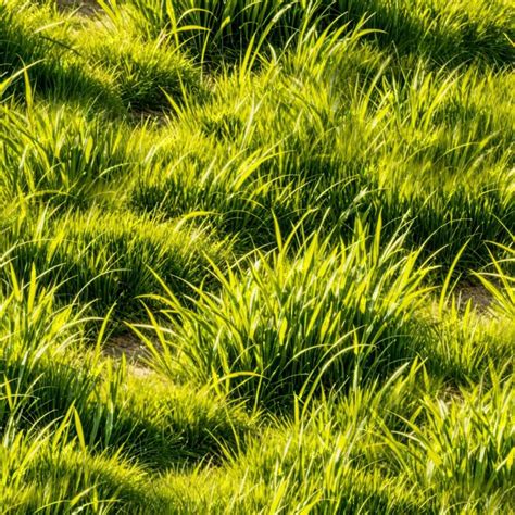 Long Field Grass Pattern Crew