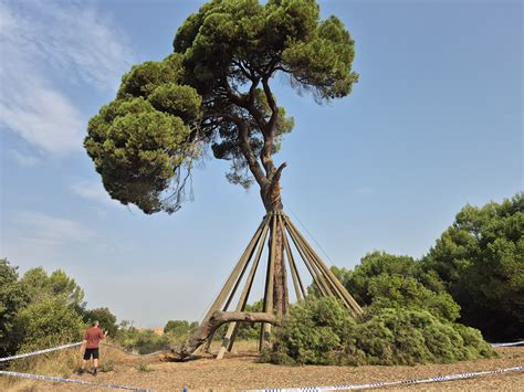 Cau La Gran Branca Que Donava Forma Al Pi Den Xandri