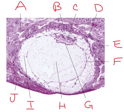 Embryology Exam 2 Labeling Flashcards Quizlet