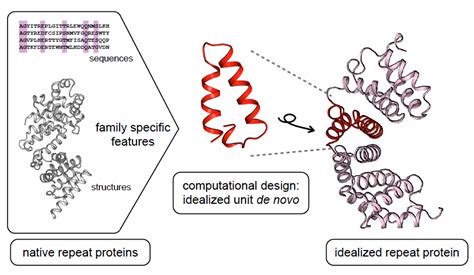 A General Computational Approach For Repeat Protein Design • Baker Lab