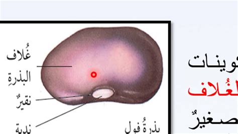 الإخصاب الصف السابع Youtube