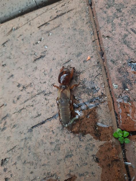 Found This Bug Floating In The Outdoor Spa What Is It Rwhatsthisbug