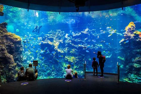 San Francisco California Academy Of Sciences Entry Ticket Getyourguide