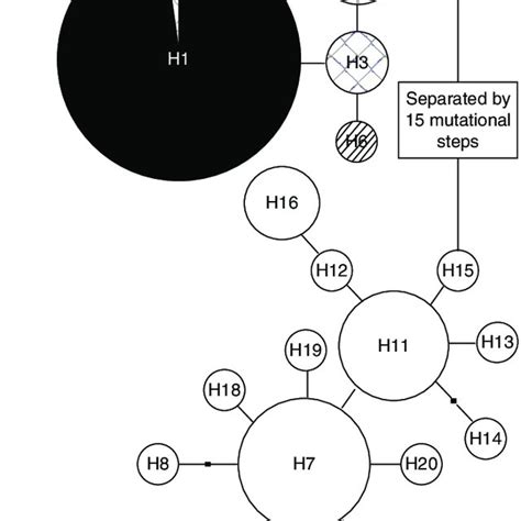 Copper Shark Mitochondrial Control Region Mtcr Haplotype Network Download Scientific Diagram
