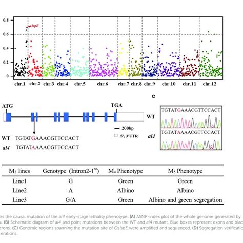 Expression Pattern And Subcellular Localization Of Osispe A Osispe Download Scientific