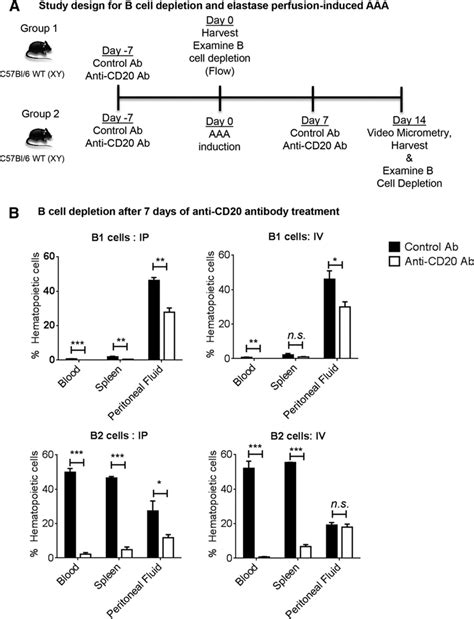B Cell Depletion Promotes Aortic Infiltration Of Immunosuppressive