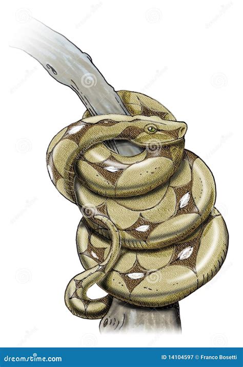Snake Boa Constrictor Stock Illustration Illustration Of Scales 14104597