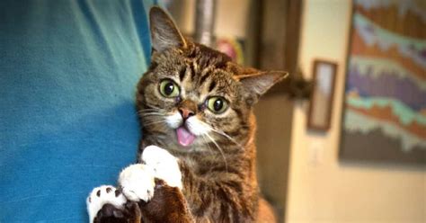 Lil Bub Is Dead Famous Cats Owner Shares Heartbreaking News