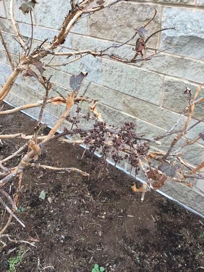 Oak Leaf Hydrangea Yale Nature Walk