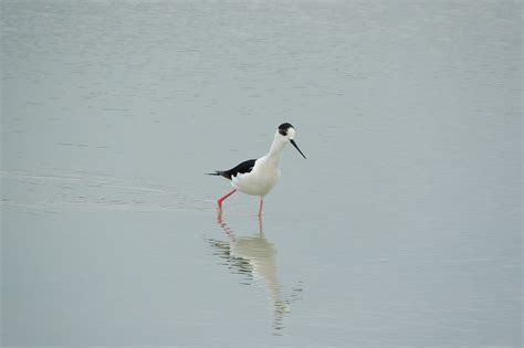 Palafitas De Paula Himantopus Foto Gratuita No Pixabay Pixabay