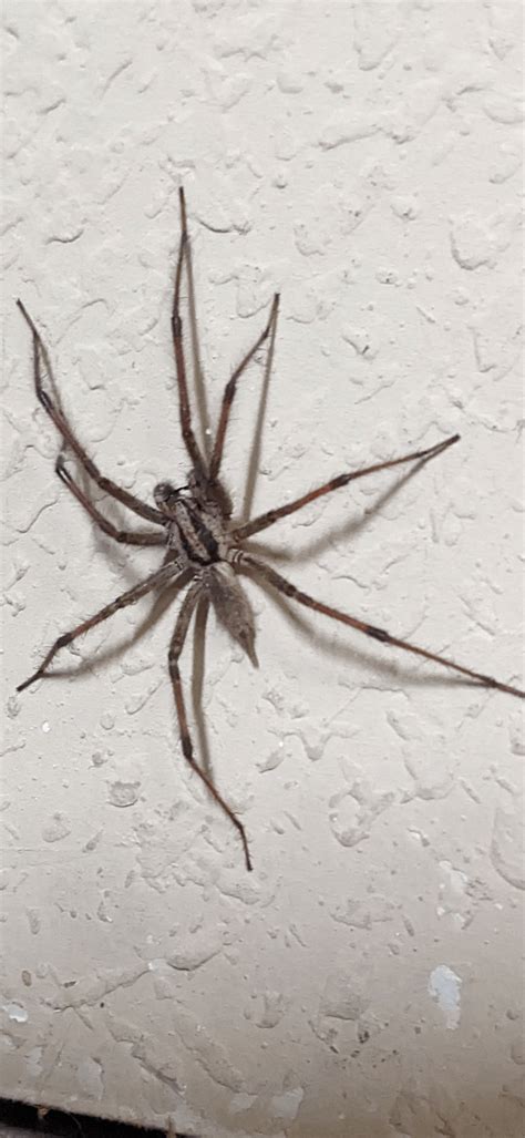 Id Texas Spider Rspiders