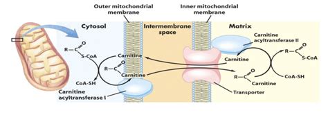 Carnitine Shuttle