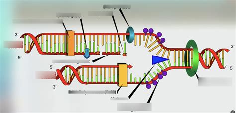 D1 1 Dna Replication Questions 다이어그램 Quizlet