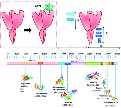 Steps Involved In The Qrt Pcr Testing Methodology The Figure Has Been Download Scientific