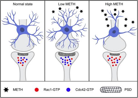 Frontiers Low And High Dose Methamphetamine Differentially Regulate