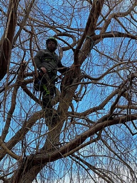 Expert Hazardous Trees Services In Nampa Id Trees All Day