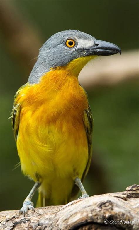Grey Headed Bushshrike