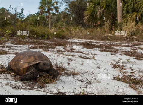Gopher Tortoise In Florida Sandy Scrub Habitat Gopherus Polyphemus