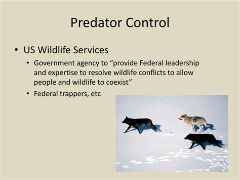 Ppt Issue 5 Predator Control Powerpoint Presentation Free