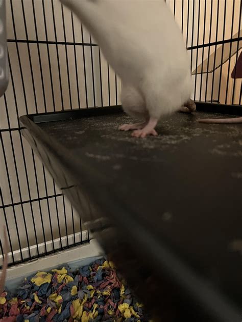 Lump On My Female Rat Rrats