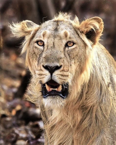 Asiatic Lion By Abhishek Chatterjee 500px Asiatic Lion Majestic