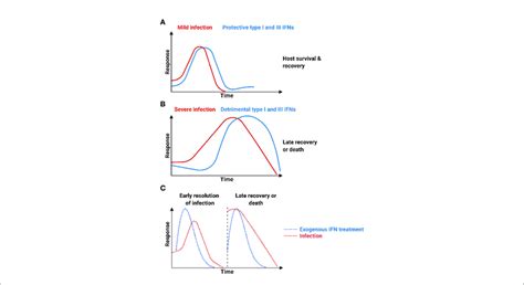 Protective Interferons And Interferonopathy A Mild Sars Cov Download Scientific Diagram