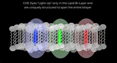 Water Soluble Conjugated Oligoelectrolytes As Advanced Fluorogenic Dyes