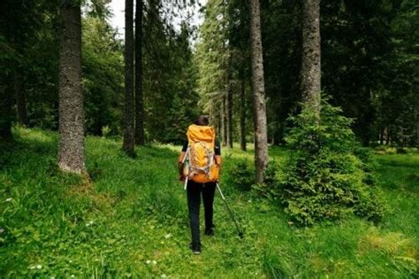 Shinrin Yoku Or Forest Bathing What Are Its Benefits