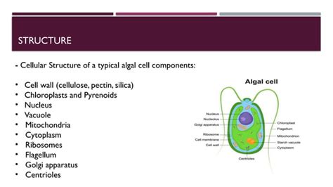 Morphology Structure And Function Of Algae Pptx