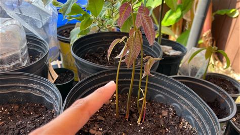 Monoembryonic Seed Vs Polyembryonic Mango Seed Youtube