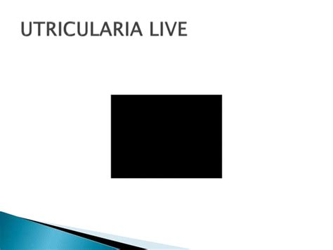 Root Characteristics Types Structure And Functions Pptx