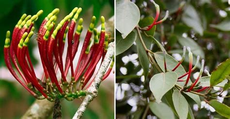 ഇത്തിൾക്കണ്ണി പ്രശ്നമായാൽ Ithil Kanni Loranthus