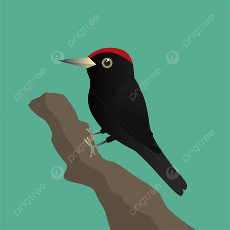 Black Woodpecker Beak Vector Red Vector Beak Vector Red Png And