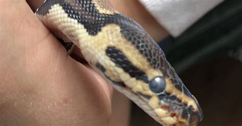 Ball Python Snout Scales Pre Shed Album On Imgur