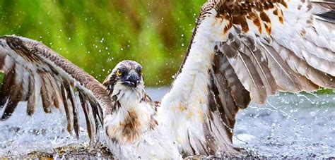21 Facts On Osprey Tweetapedia Living With Birds