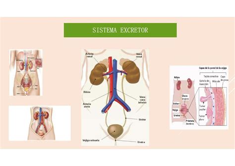 Sesión 6 Anatomía Humana Udocz